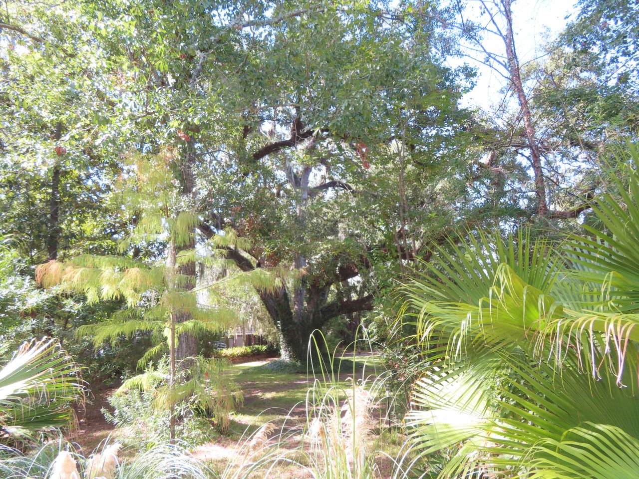 7 Sisters Oak Tree – Mike and Jana Journeying