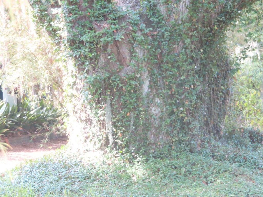 7 Sisters Oak Tree – Mike and Jana Journeying